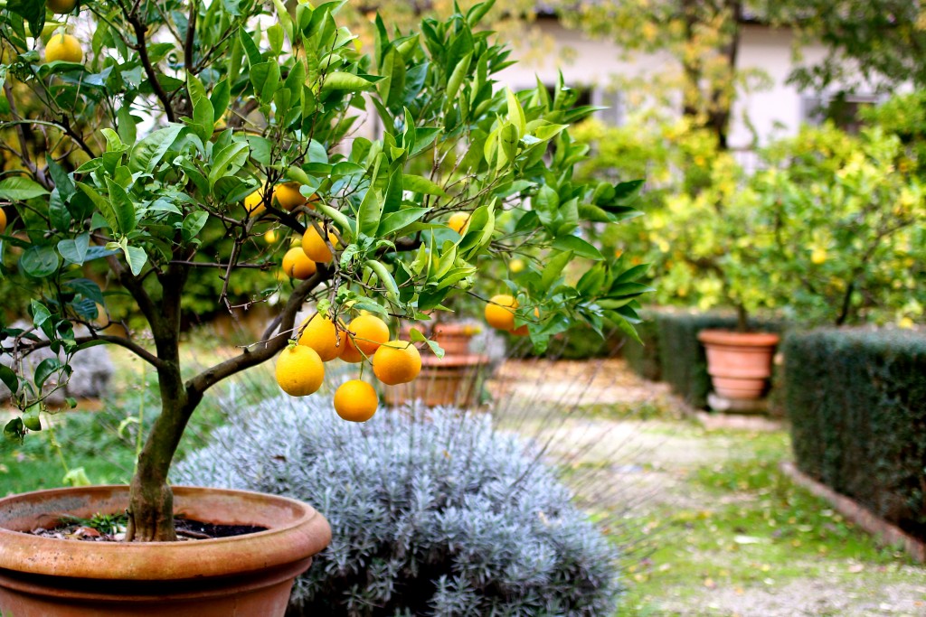 Lemon Tree at Rome's Villa Borghese - Falling Off Bicycles